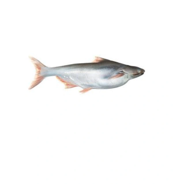 Frozen Bacha fish 6 Kg | Wholesale Prices | Tradeling