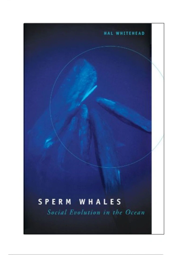 Sperm Whales Social Evolution In The Ocean Paperback 1 | Wholesale ...