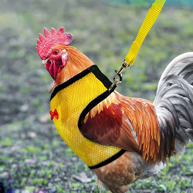 Chicken Hen Harness With Leash Adjustable Wearing Mesh Pet Vest Leash ...