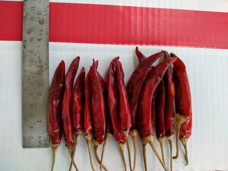Dried Red Chilli Bag 25 kg | Wholesale | Tradeling