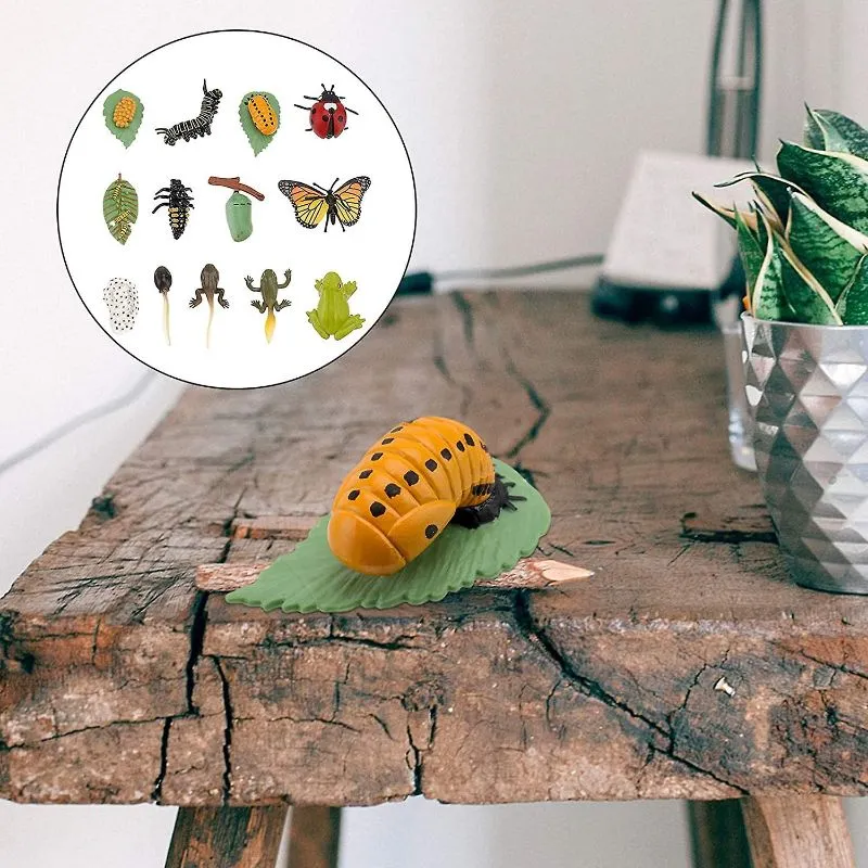 3 Sets Plastic Life Cycle Toys Ladybug Growing Kit Frog Life Cycle ...